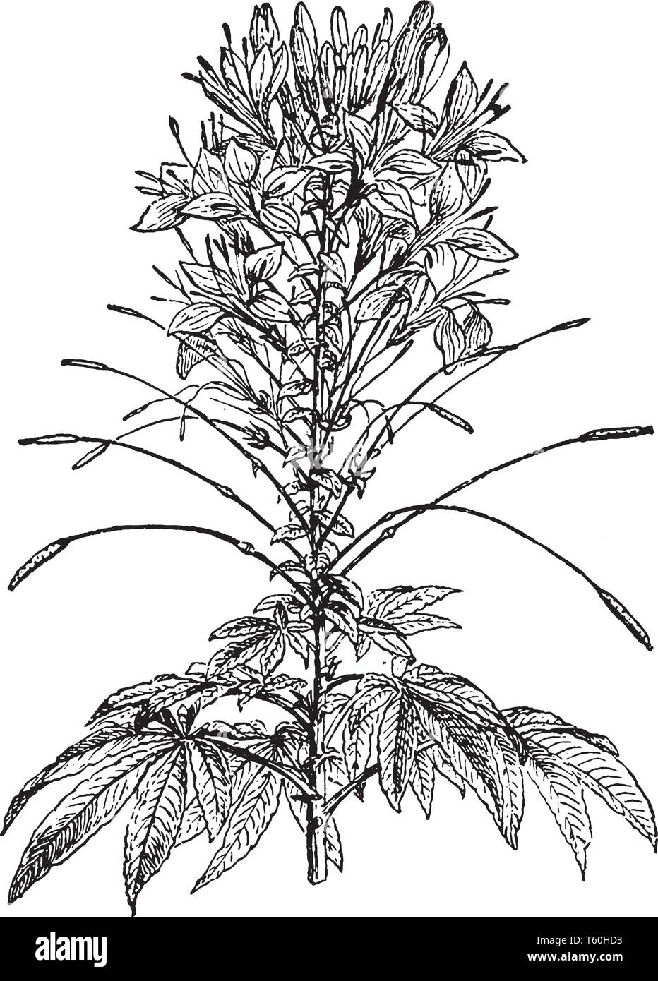 Picture shows the Cleome plant. A flower consists of four petals and is ...