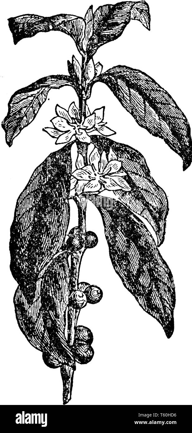 Coffee fruits vector vectors Stock Vector Images - Alamy