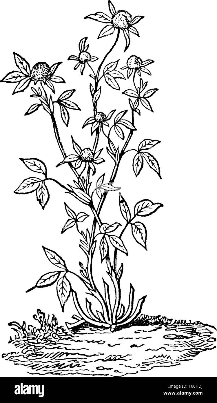 Fodder clover Stock Vector Images - Alamy