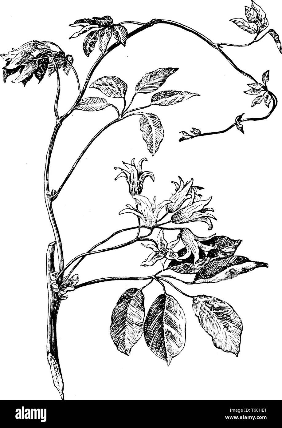 Line 4 6 Black and White Stock Photos & Images - Alamy