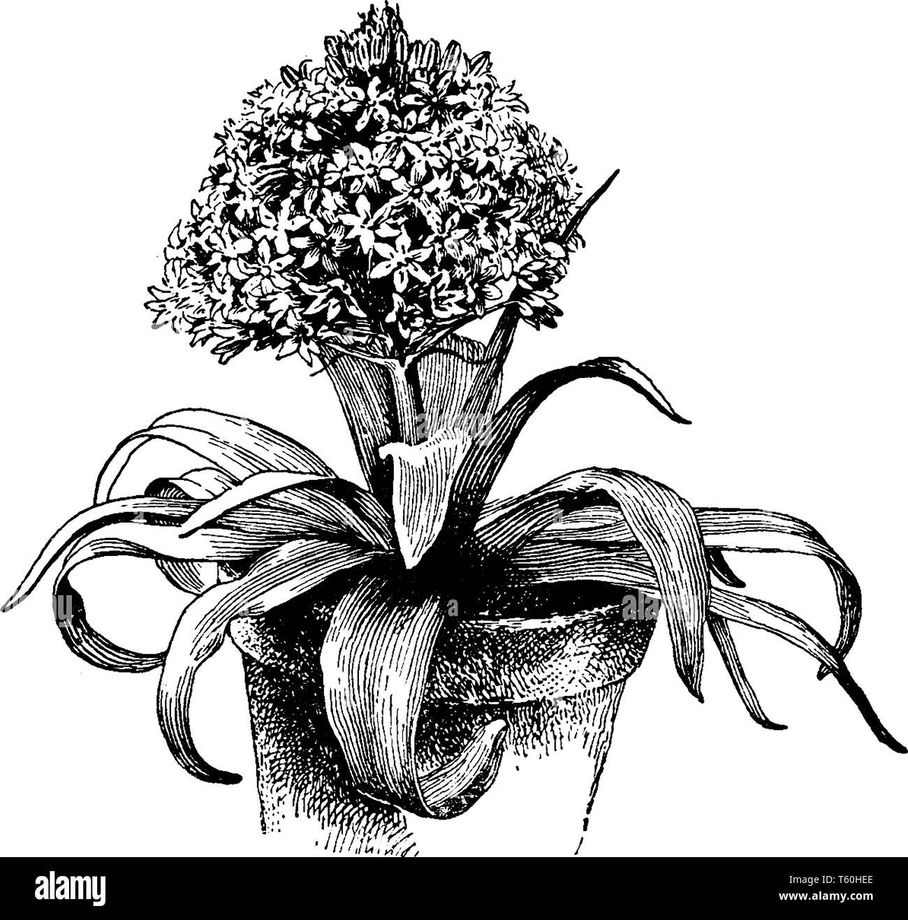 Tree of life line drawing hi-res stock photography and images - Alamy