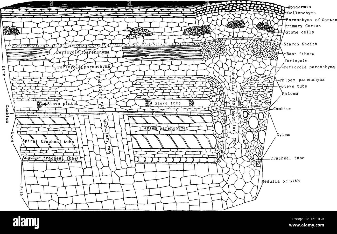 Tissues have different shapes, sizes and functions, there are many ...