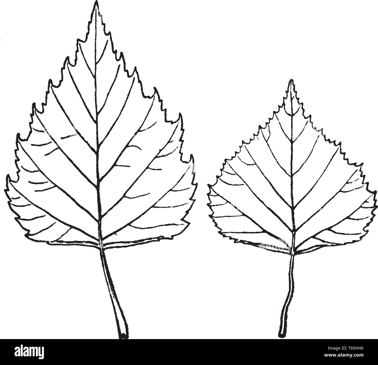 Serrate leaves Stock Vector Images - Alamy