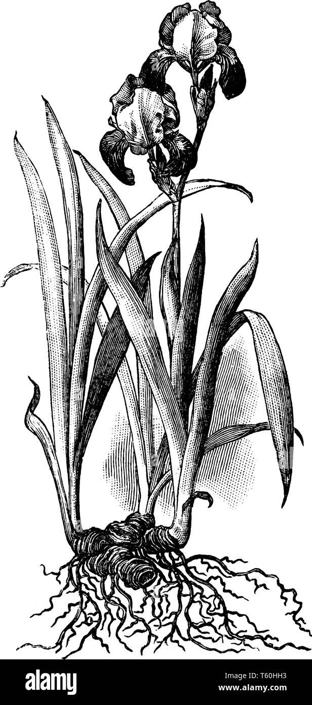 Flower Roots Drawing