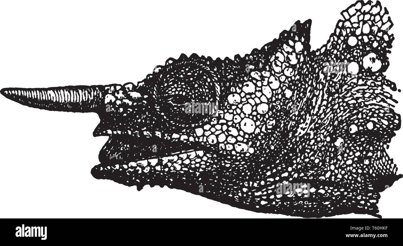 Illustration of a chameleon, vintage Stock Vector Images - Alamy