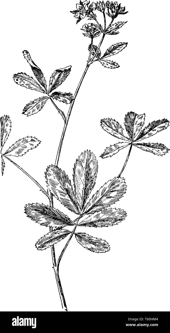 Cinquefoil flowers Stock Vector Images - Alamy