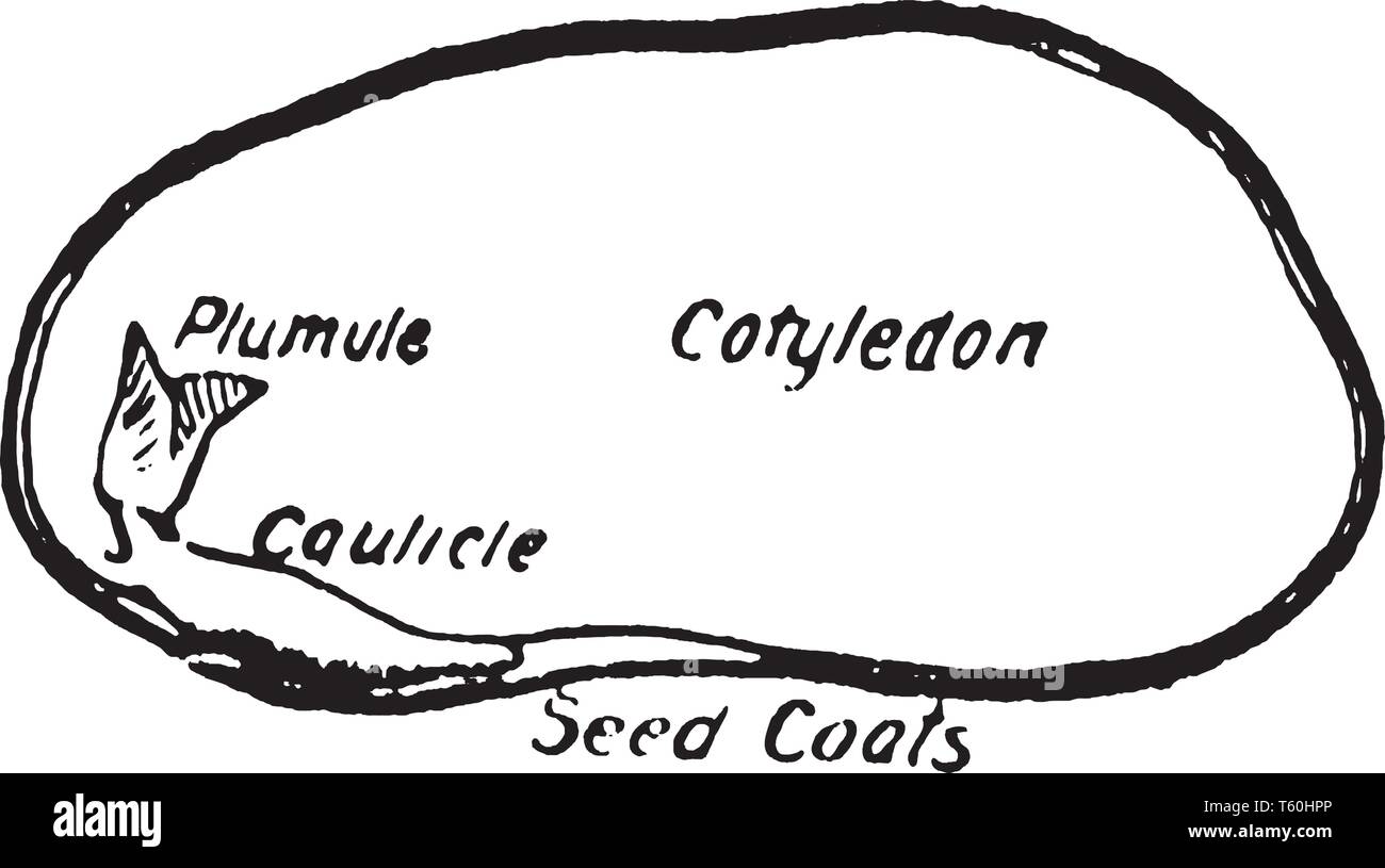 The image shows the cross section of a bean seed. It shows the ...