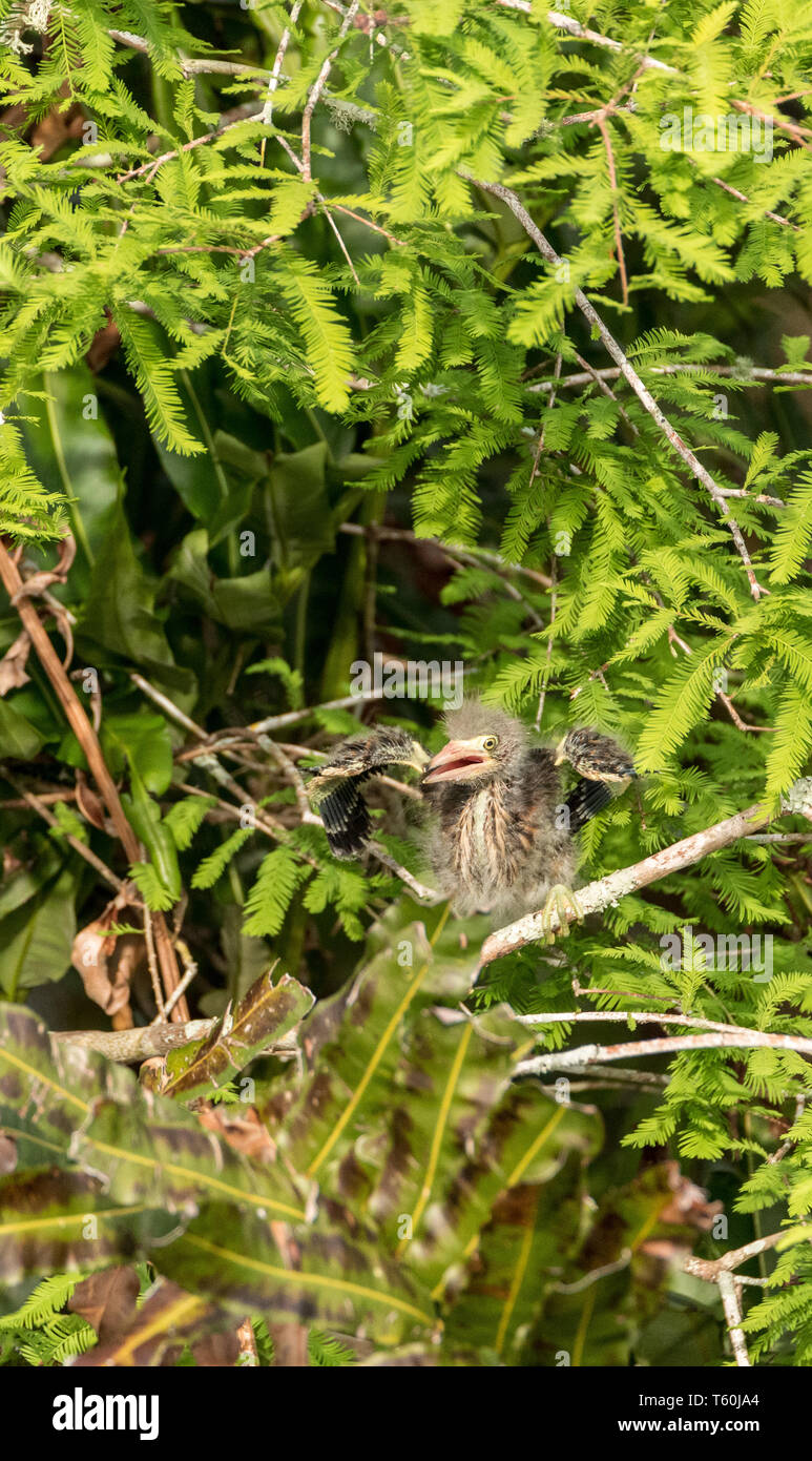 Nest of baby green heron Butorides virescens wading birds in a bush in ...