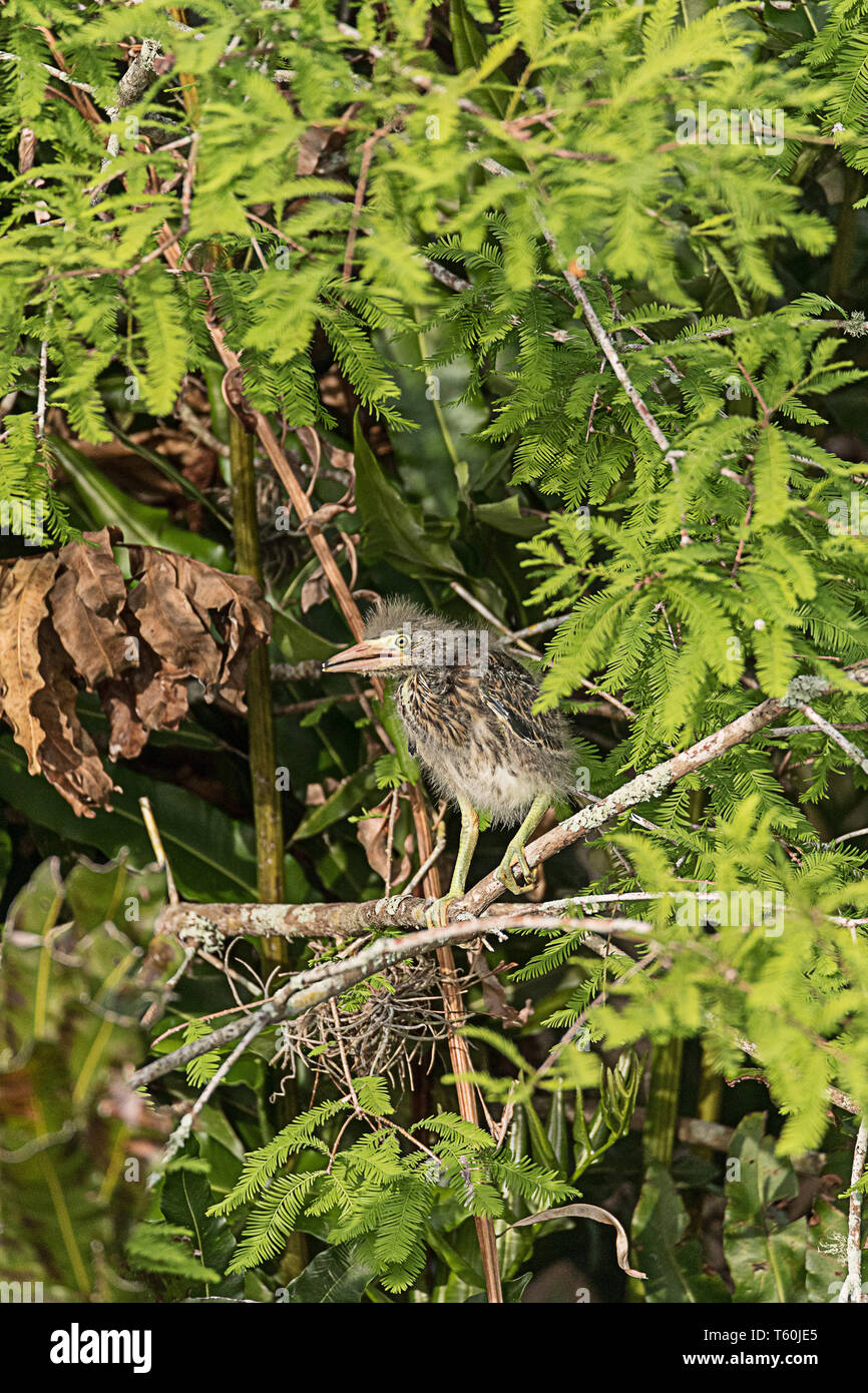 Nest of baby green heron Butorides virescens wading birds in a bush in ...