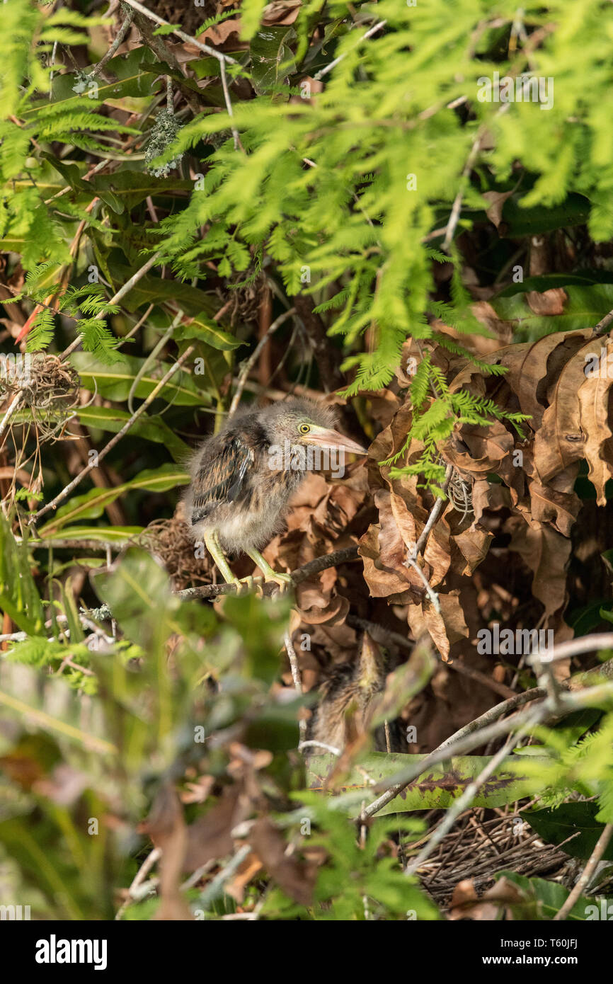 Nest of baby green heron Butorides virescens wading birds in a bush in ...