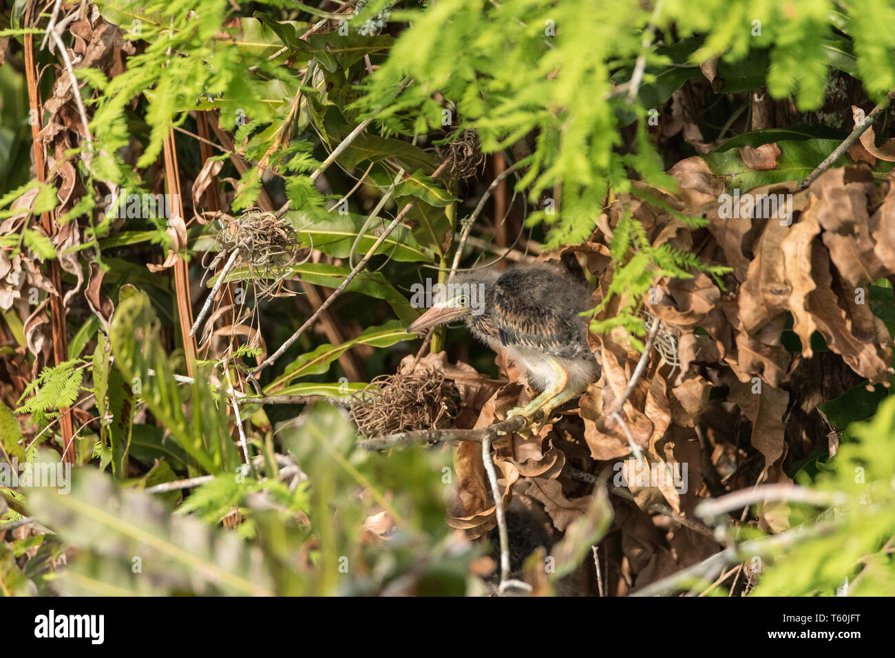 Nest of baby green heron Butorides virescens wading birds in a bush in ...
