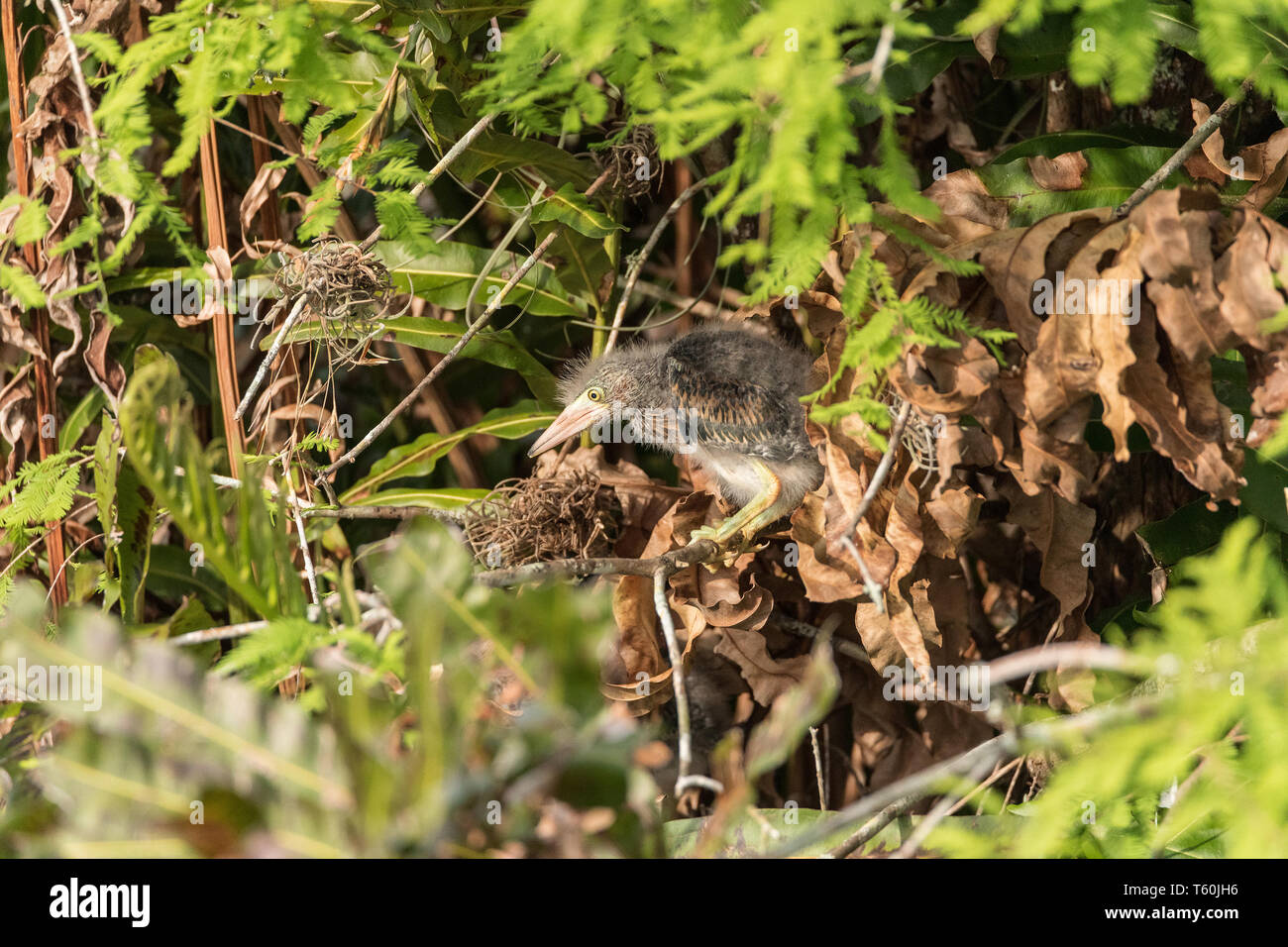 Nest of baby green heron Butorides virescens wading birds in a bush in ...
