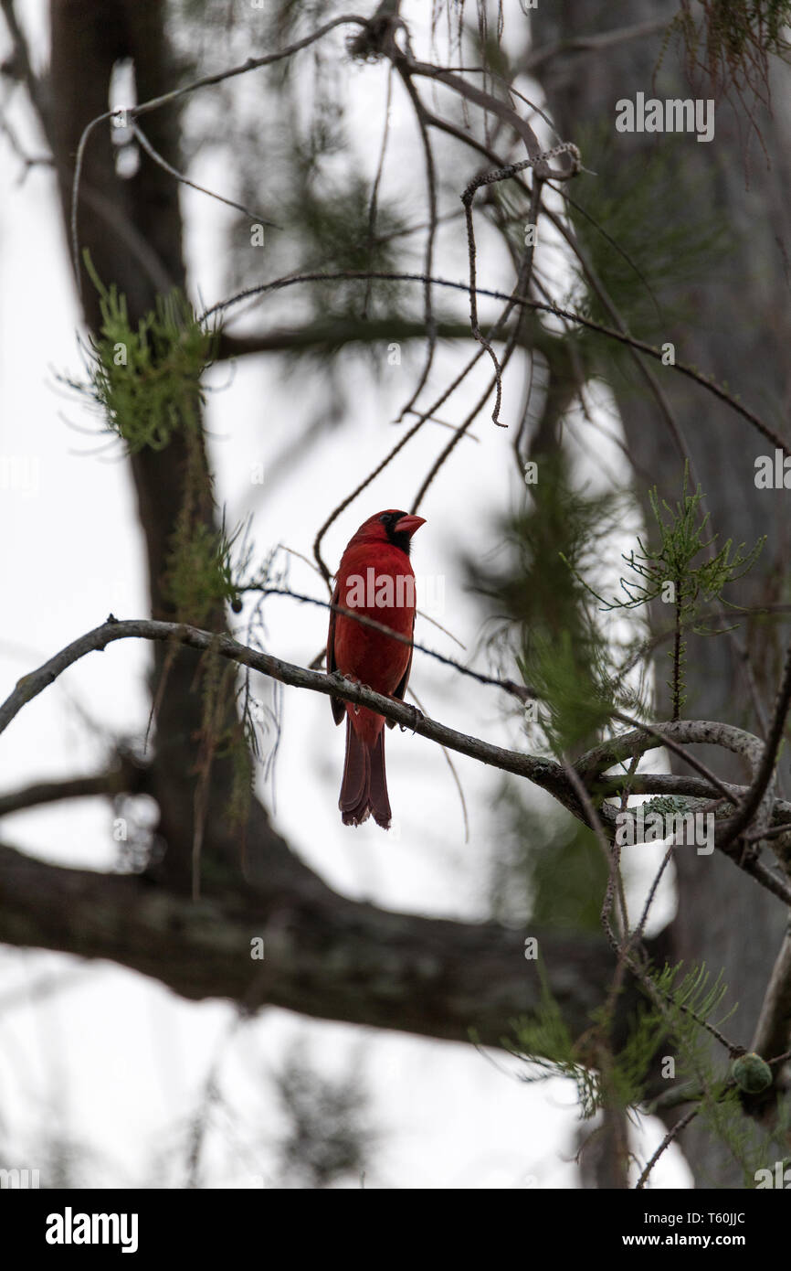 Male red Northern cardinal bird Cardinalis cardinalis perches on a tree ...