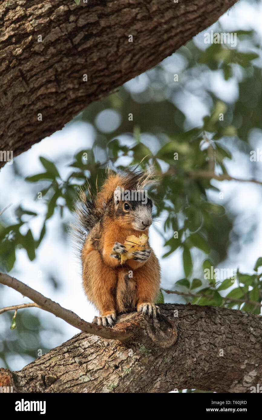 Southern fox squirrel Sciurus niger perches in a tree to snack on fruit ...