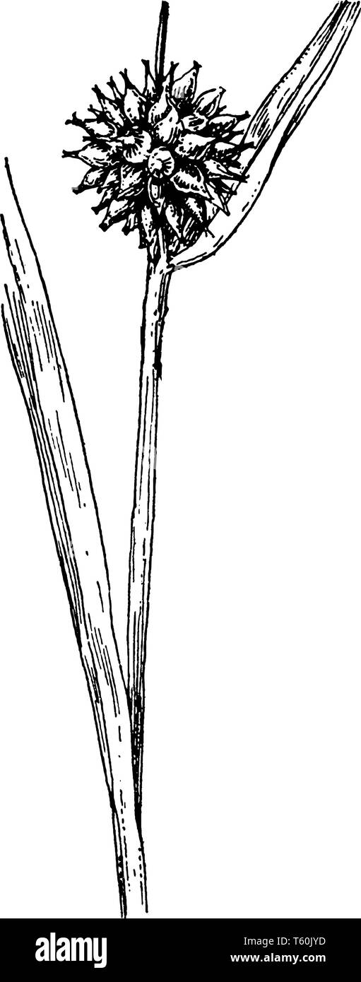 A picture is showing American Bur-Reed, also known as Sparganium ...