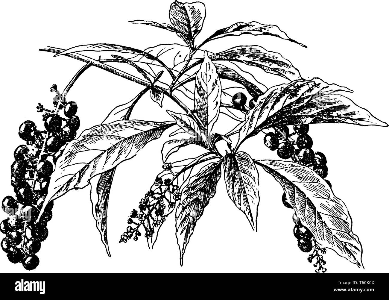 It is a poke weed plant, with its large size leaves and dark black ...