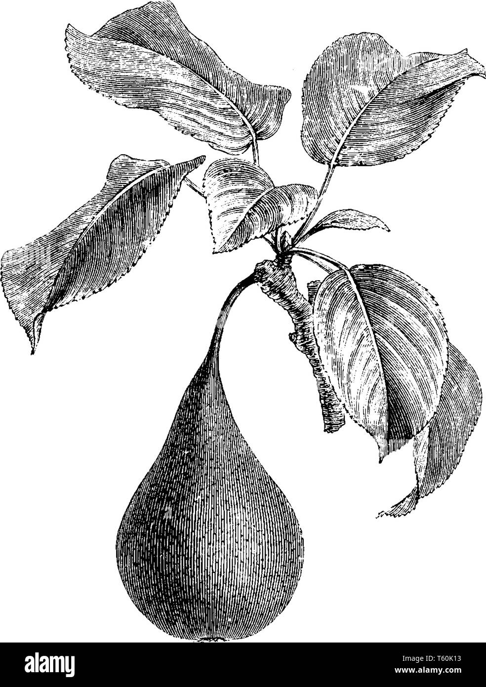 Fruit containing Stock Vector Images - Alamy