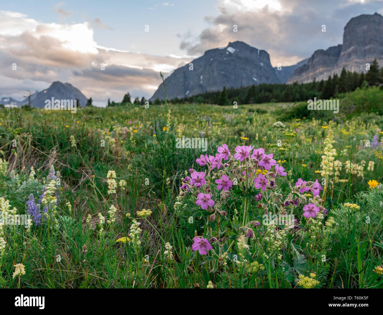 Field of Wildflowers in front of Montana Mountains in Summer Stock ...