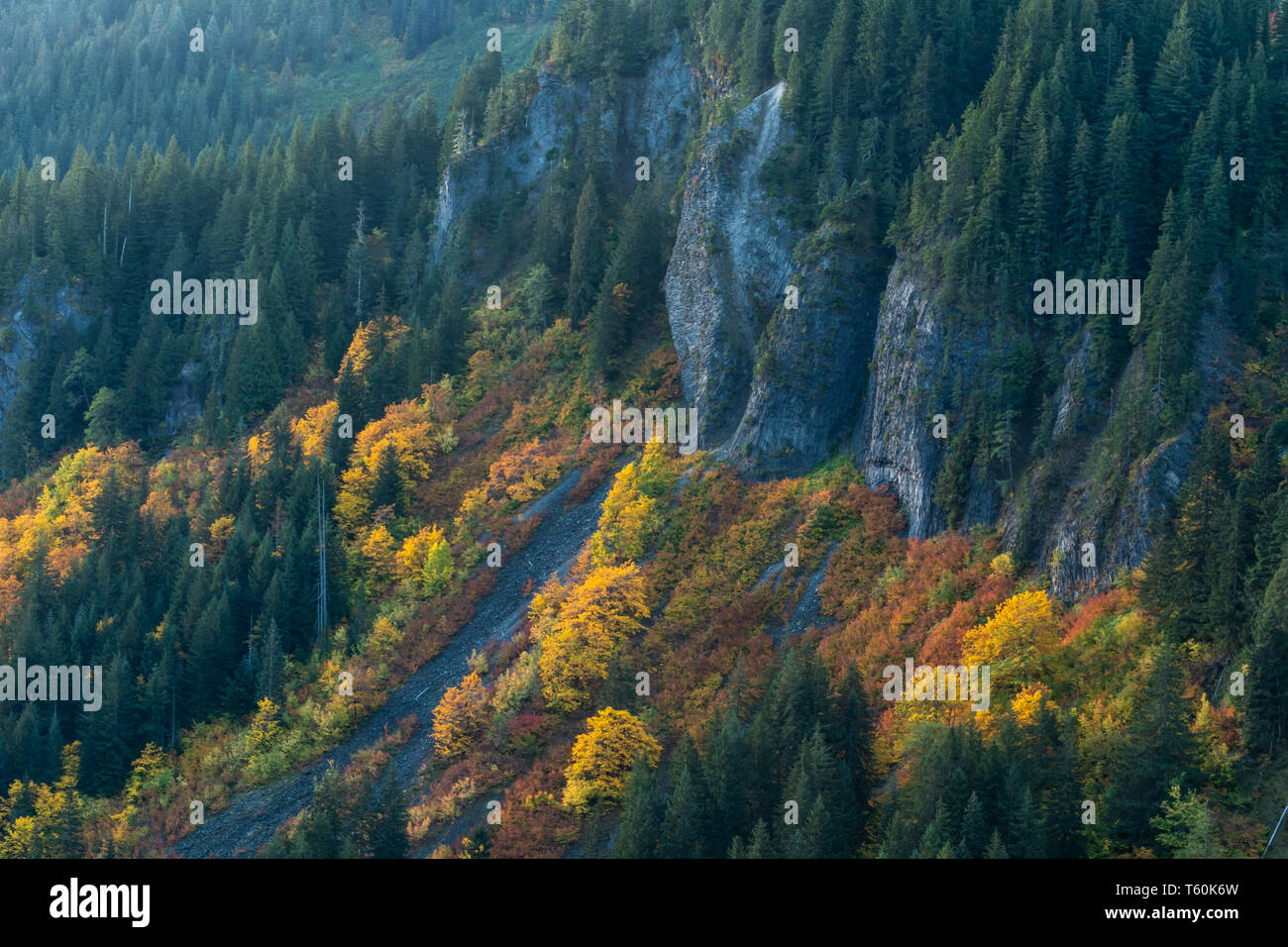 Fall Colors in Brush Along Granite Cliff Around Mount Rainier Stock ...