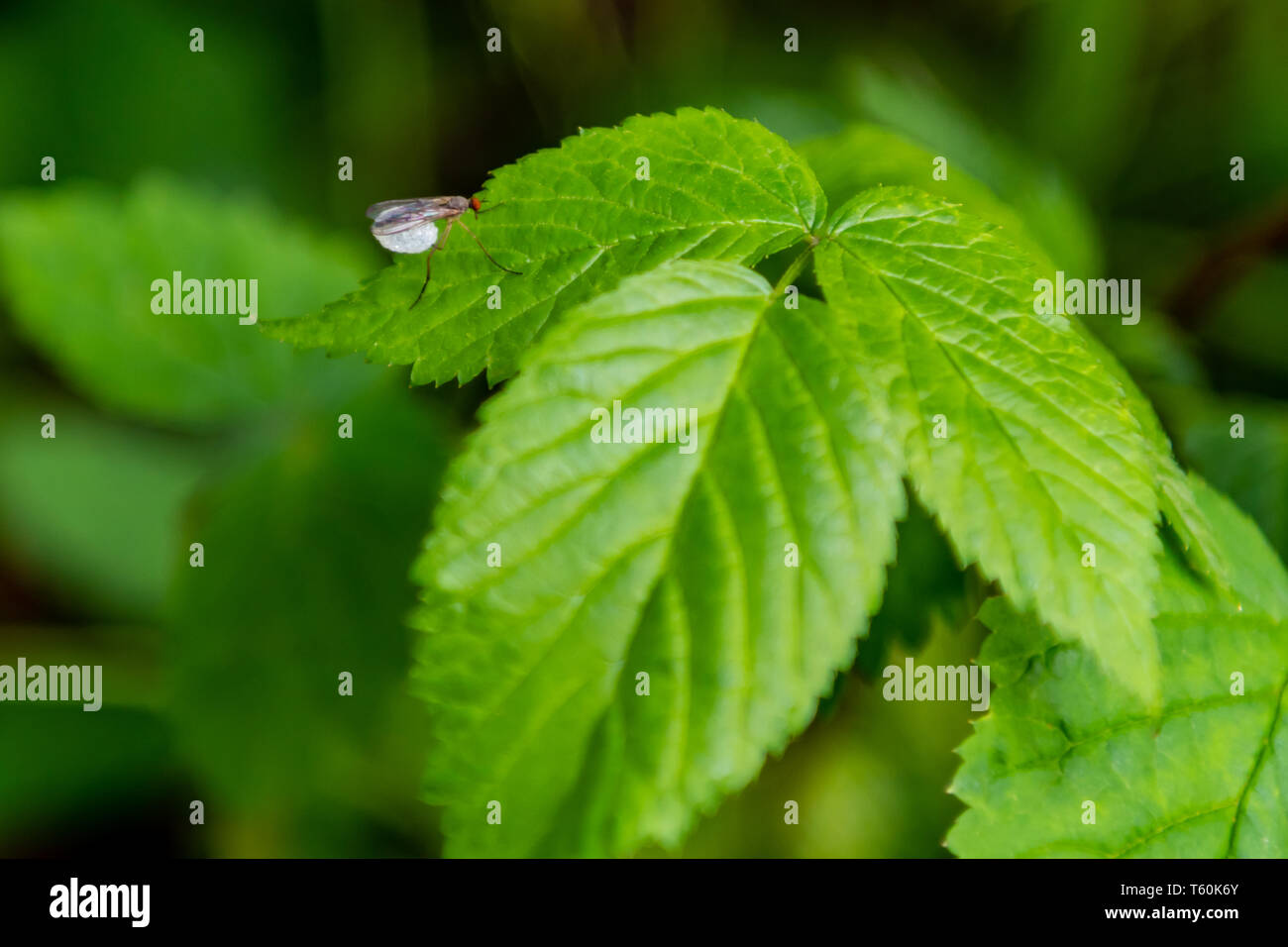 Flying Insect with White Egg Sac Lands on Green Leaves Stock Photo - Alamy
