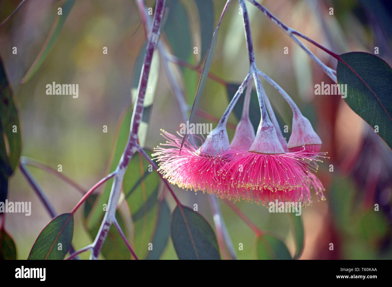 Pink blossoms and grey green leaves of the Australian native mallee ...