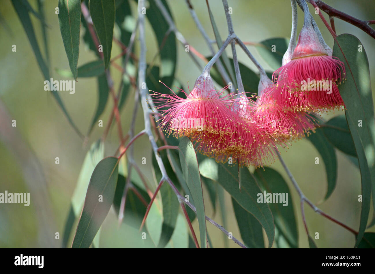 Pink blossoms and grey green leaves of the Australian native mallee ...