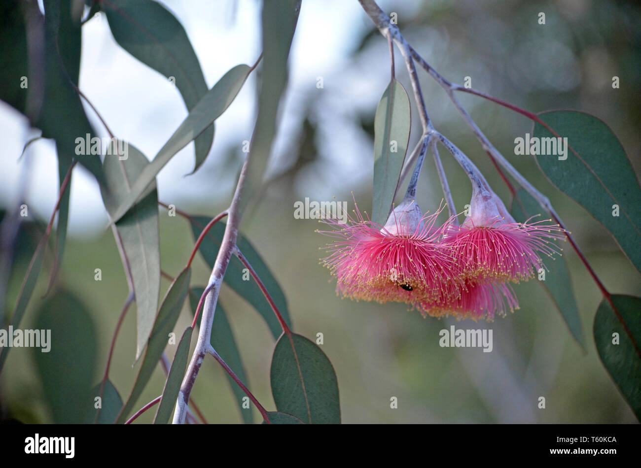 Pink blossoms and grey green leaves of the Australian native mallee ...