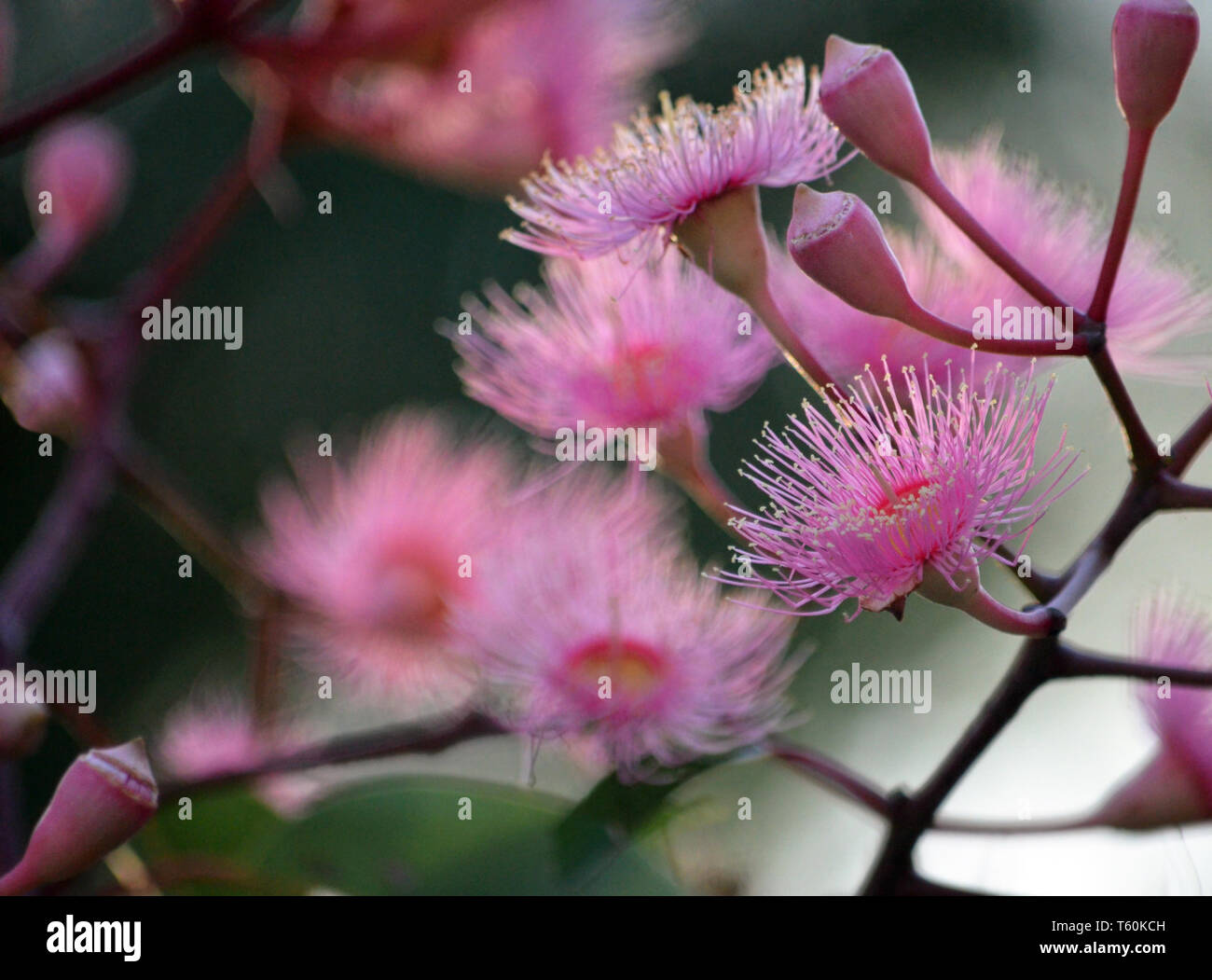 Pink blossoms and buds of the Australian native Corymbia cultivar ...