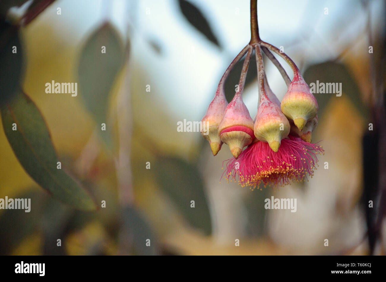 Pink blossom and buds of the Australian native Silver Princess ...