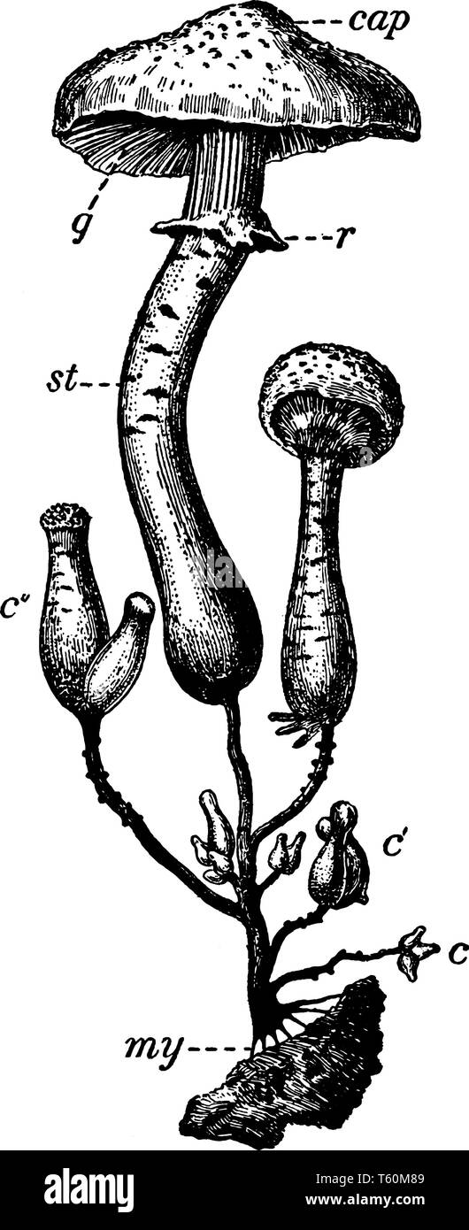 Honey mushroom vector vectors Black and White Stock Photos & Images - Alamy