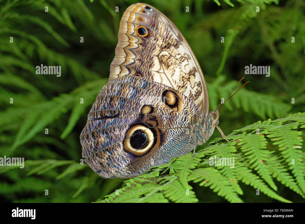 Butterfly wildlife africa hi-res stock photography and images - Alamy