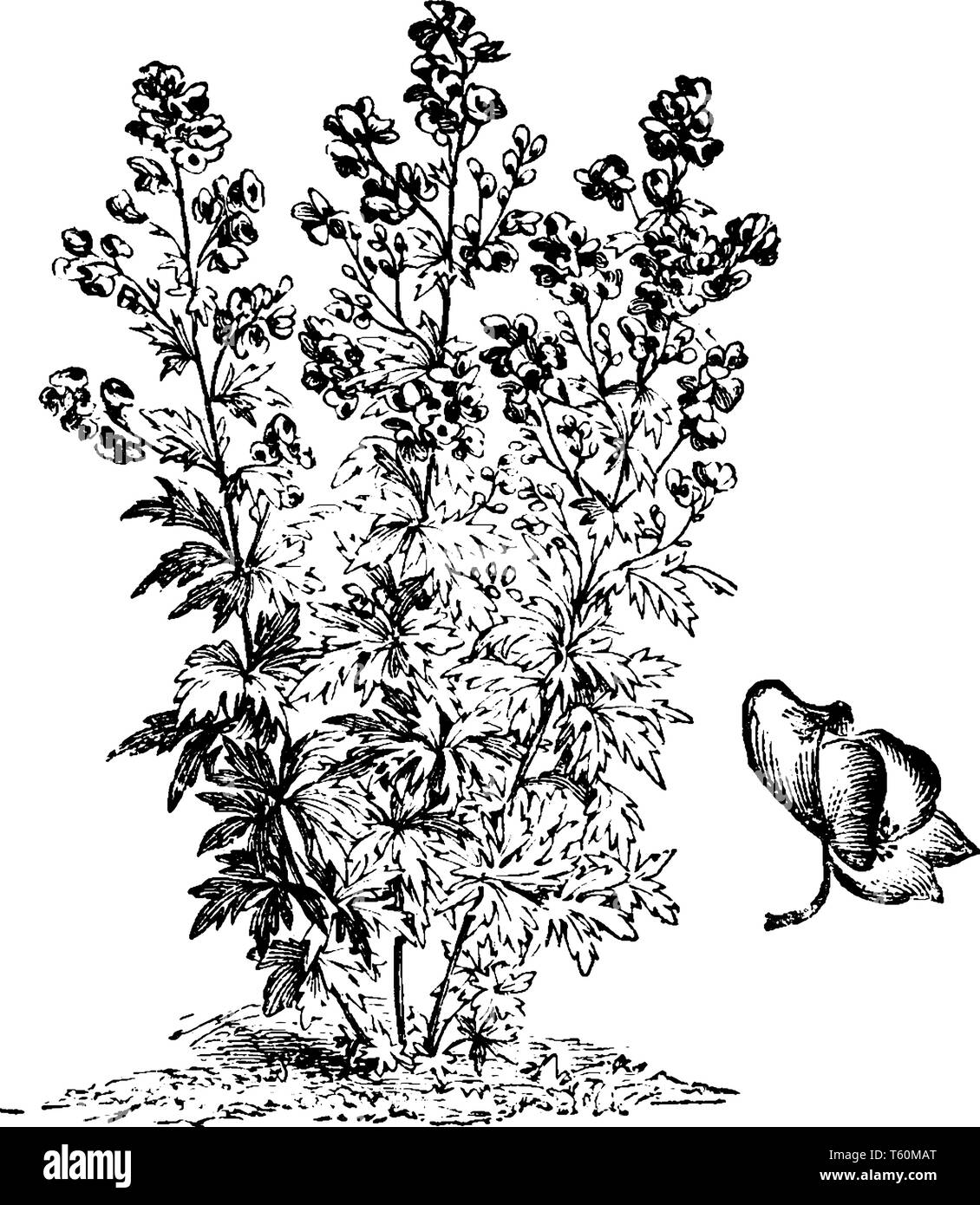 The image is showing an Aconitum Variegatum Habit and his Flower. The ...