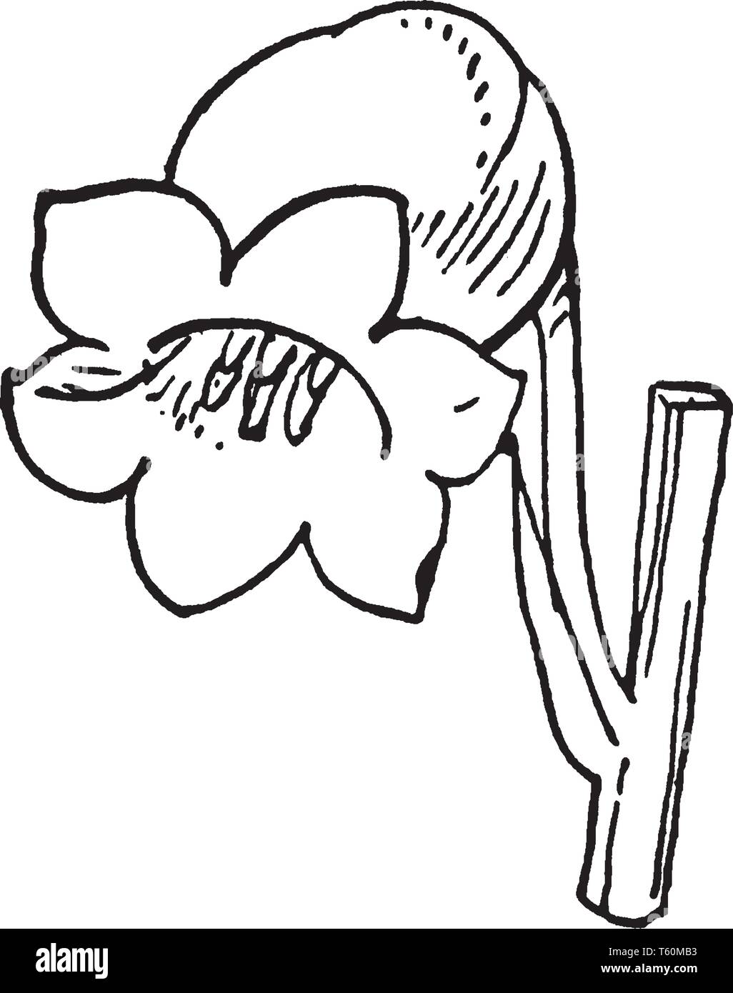 Bell shaped flowers Black and White Stock Photos & Images - Alamy