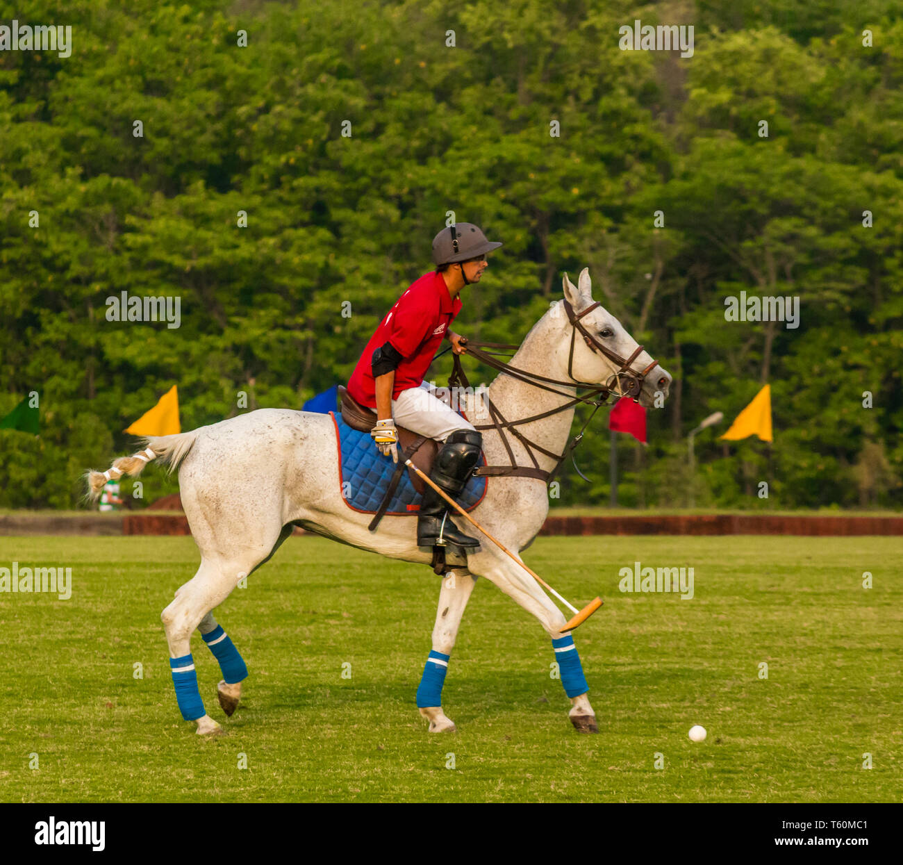Polo players in green hi-res stock photography and images - Alamy