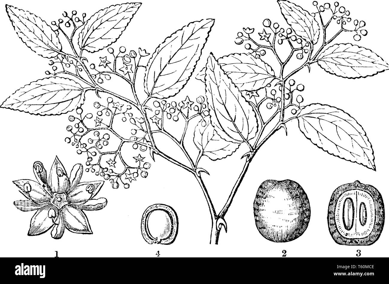 A picture showing different parts of Ziziphus also known as Zizyphus ...
