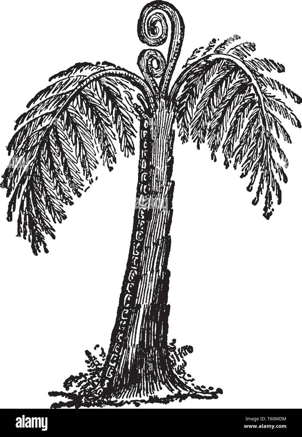 A picture of Giant Tree Fern. The Fern is a leafy plant springing which ...