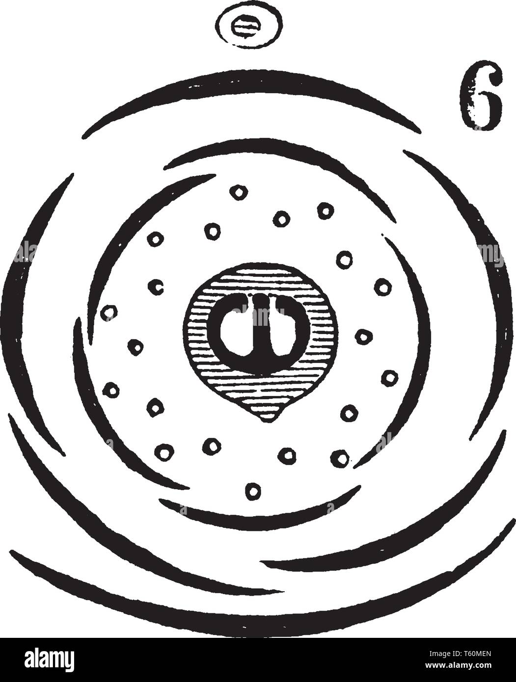 Fruit and white endocarp Stock Vector Images - Alamy