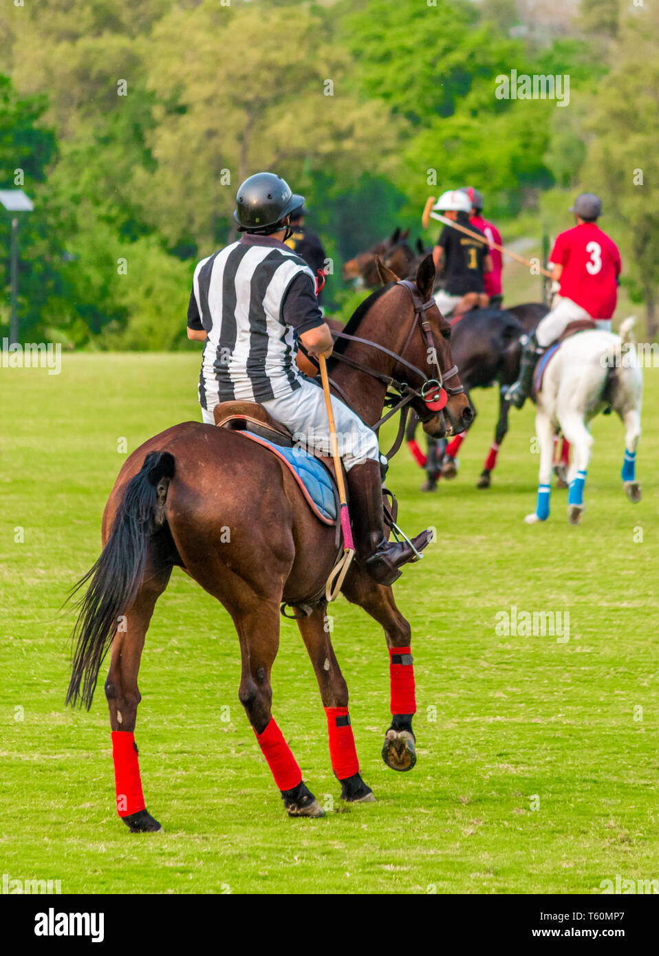 Players playing a polo match in a polo ground on a green field Stock ...