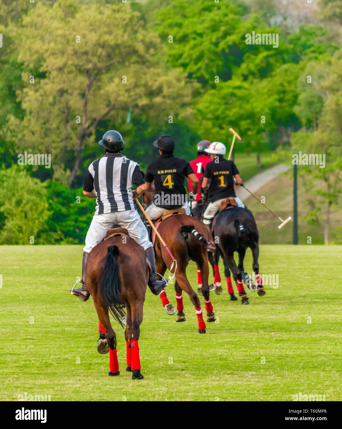 Players playing a polo match in a polo ground on a green field Stock ...