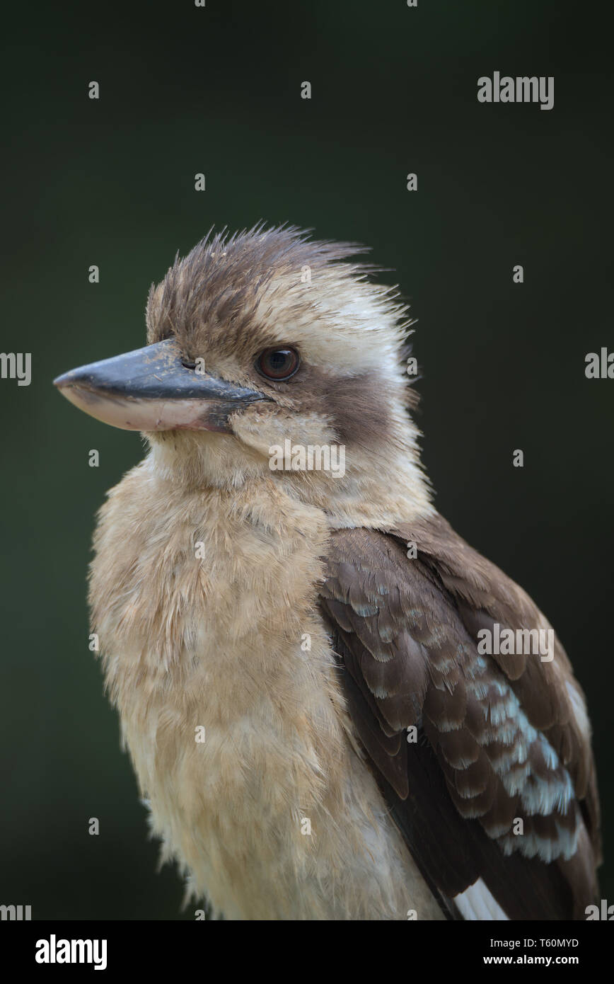 Australian iconic bird laughing hi-res stock photography and images - Alamy