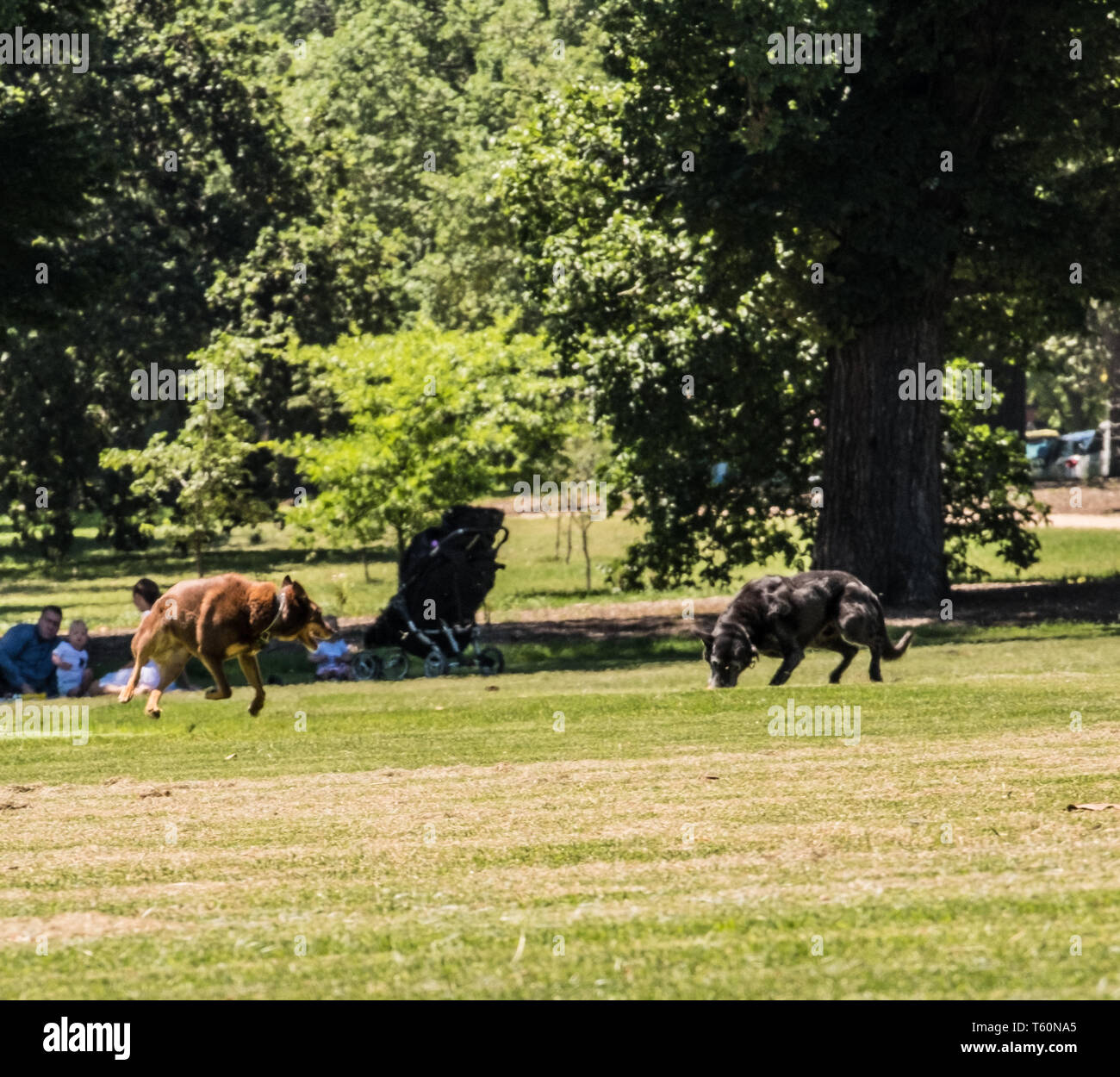 Australian red kelpie hi-res stock photography and images - Alamy
