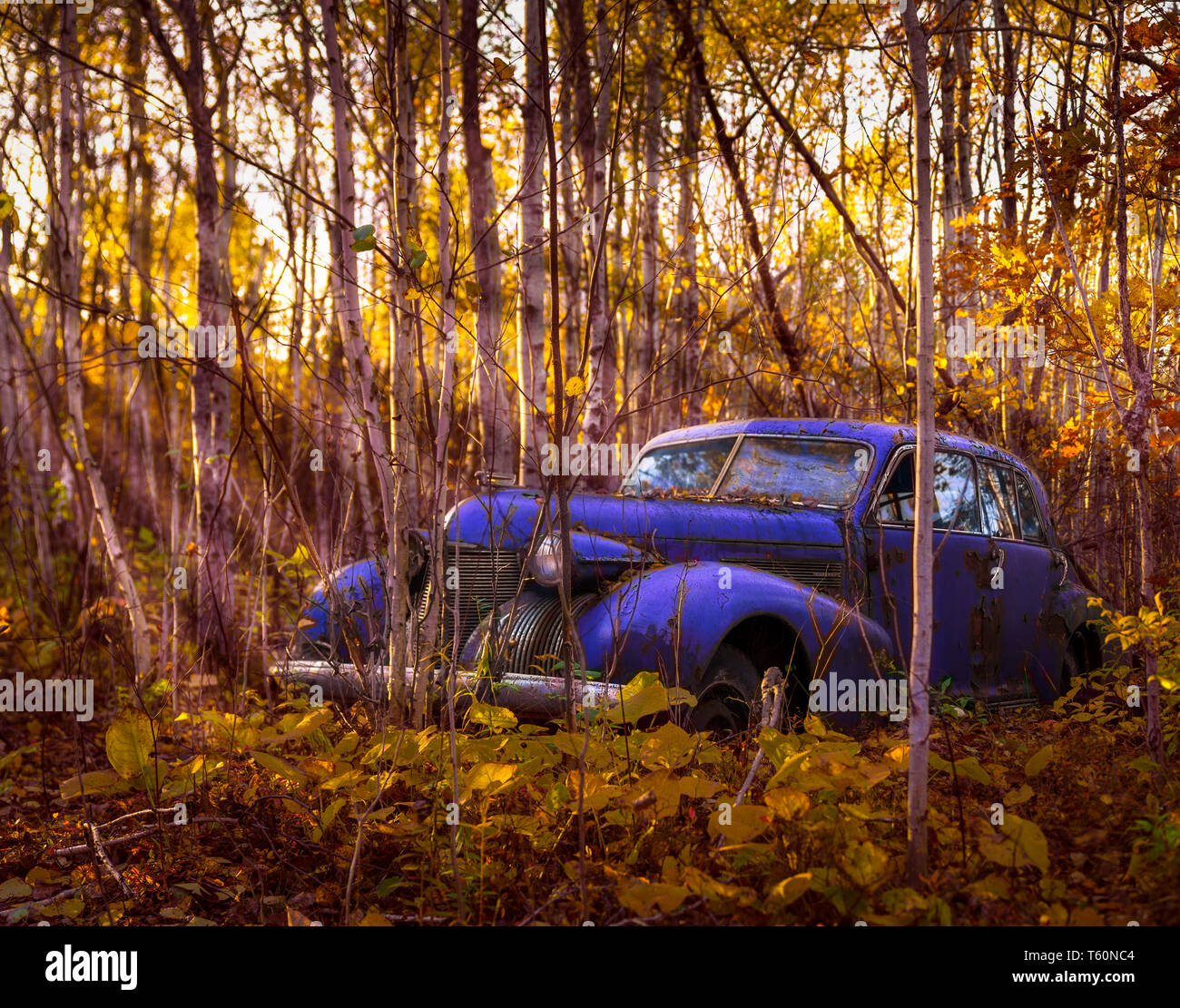 Lost of trees hi-res stock photography and images - Alamy