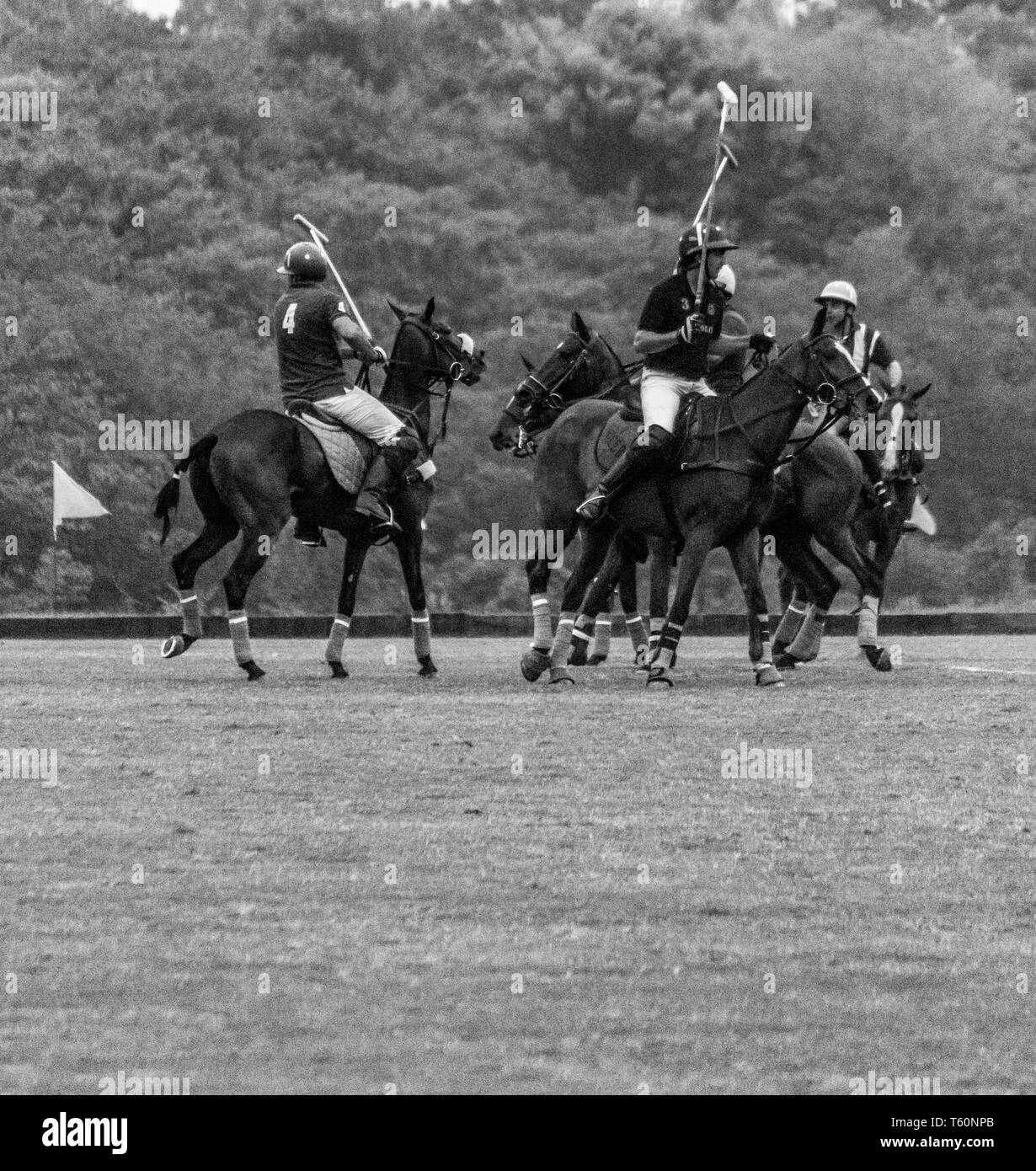 Players playing a polo match in a polo ground on a green field Stock ...