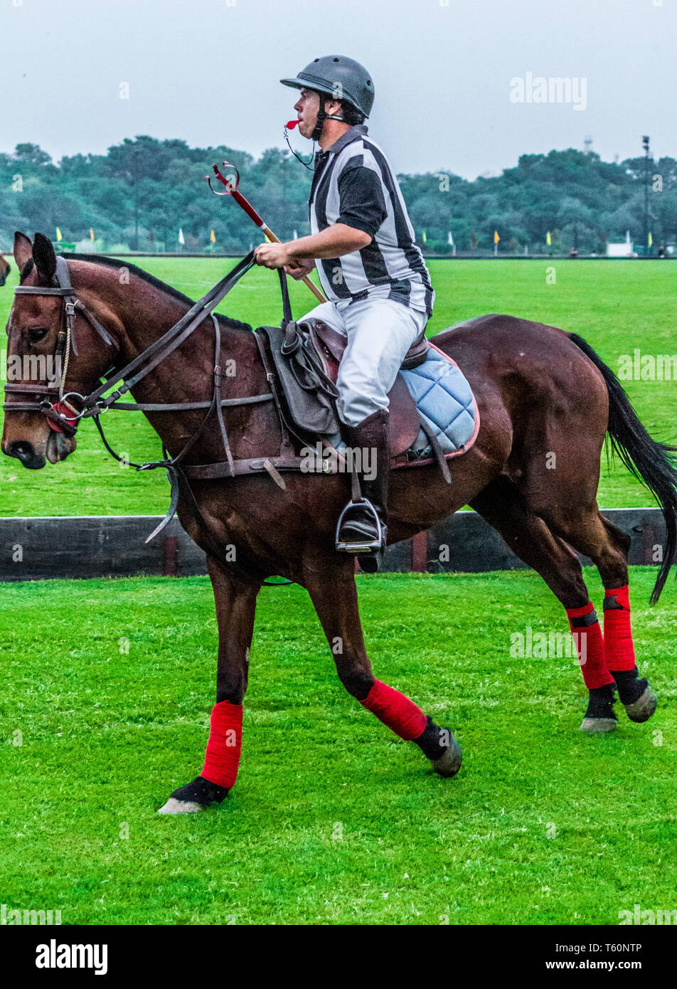 Players playing a polo match in a polo ground on a green field Stock ...