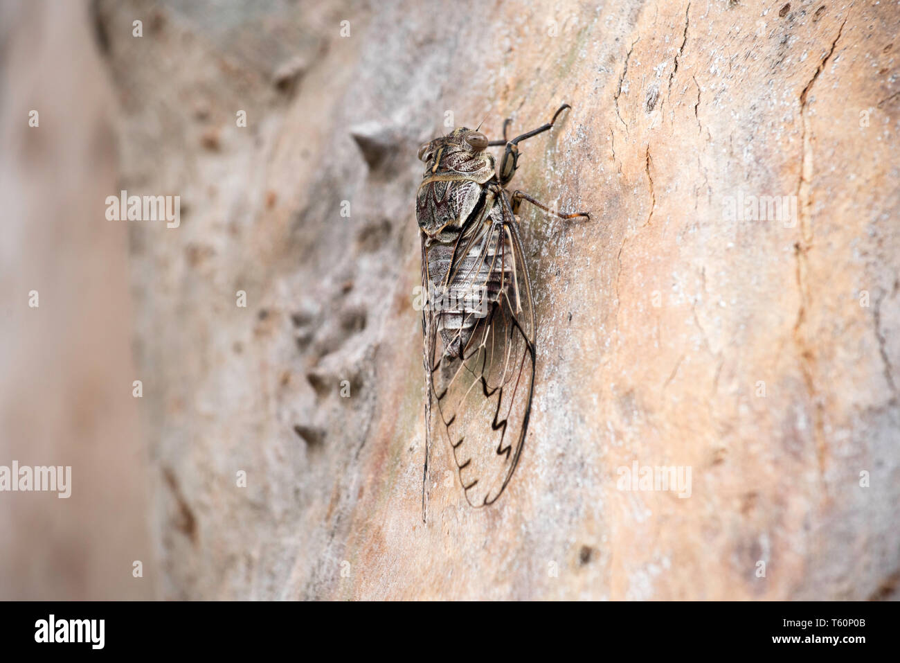 A Red Eye Cicada (Psaltoda moerens), a member of the superfamily ...