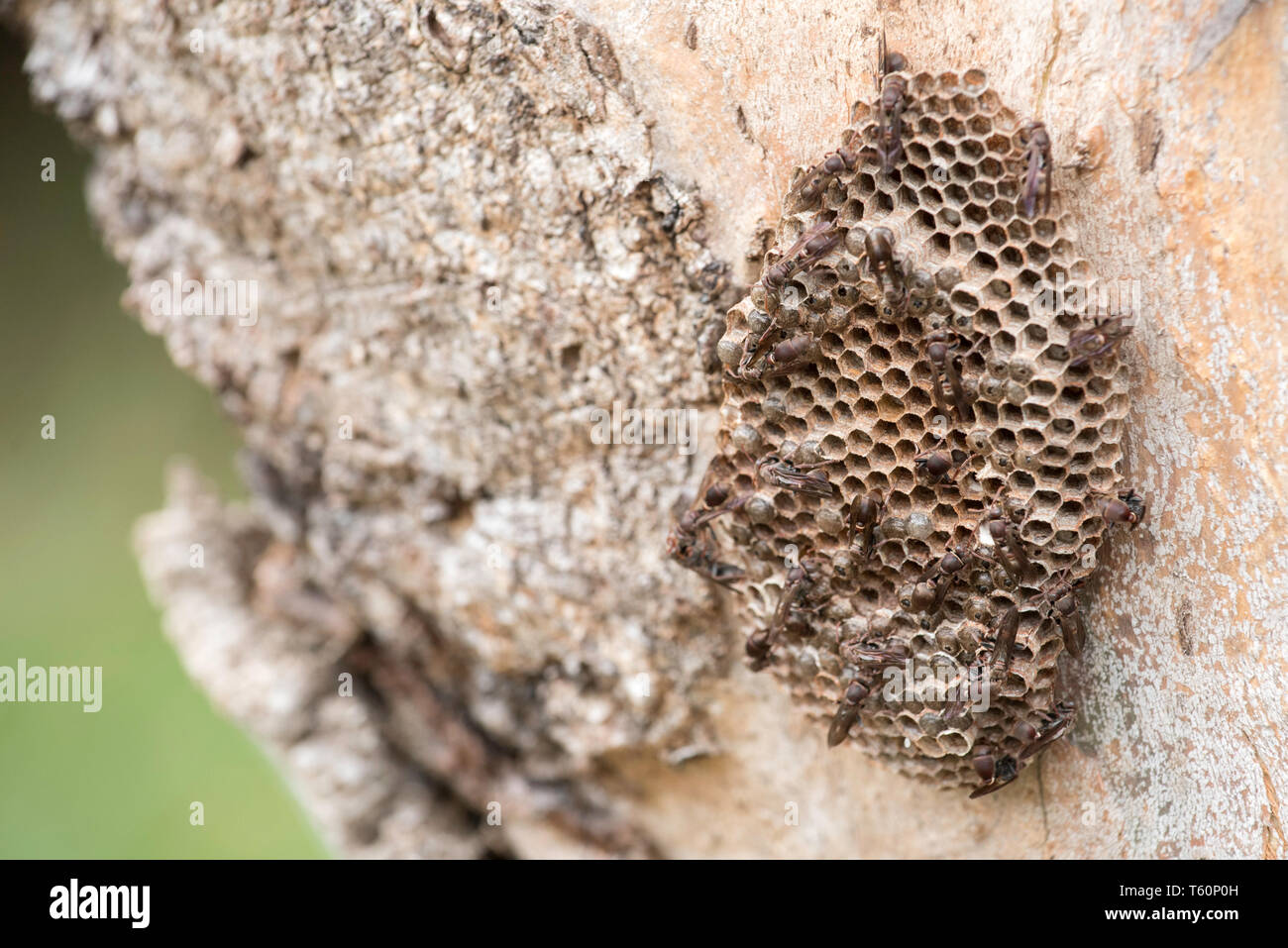 Paper wasp nest australia hi-res stock photography and images - Alamy