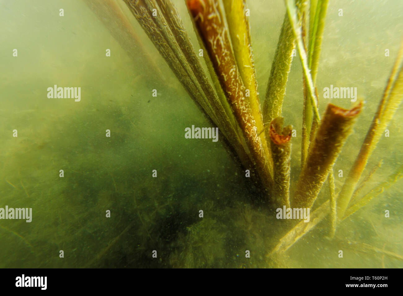 Underwater Freshwater Flora Rivers, Lakes, Pond, Underwater Flora Stock ...