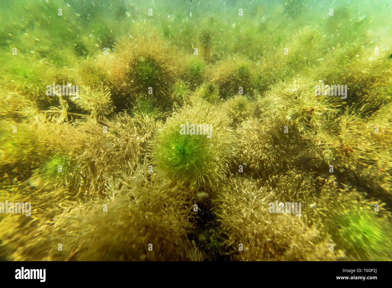 Underwater Freshwater Flora Rivers, Lakes, Pond, Underwater Flora Stock ...