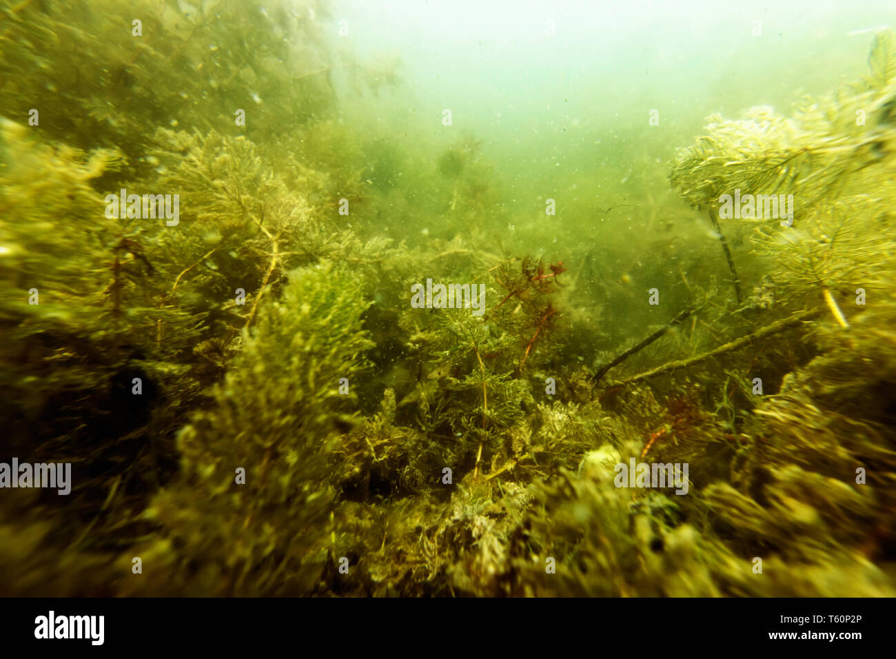 Underwater Freshwater Flora Rivers, Lakes, Pond, Underwater Flora Stock ...