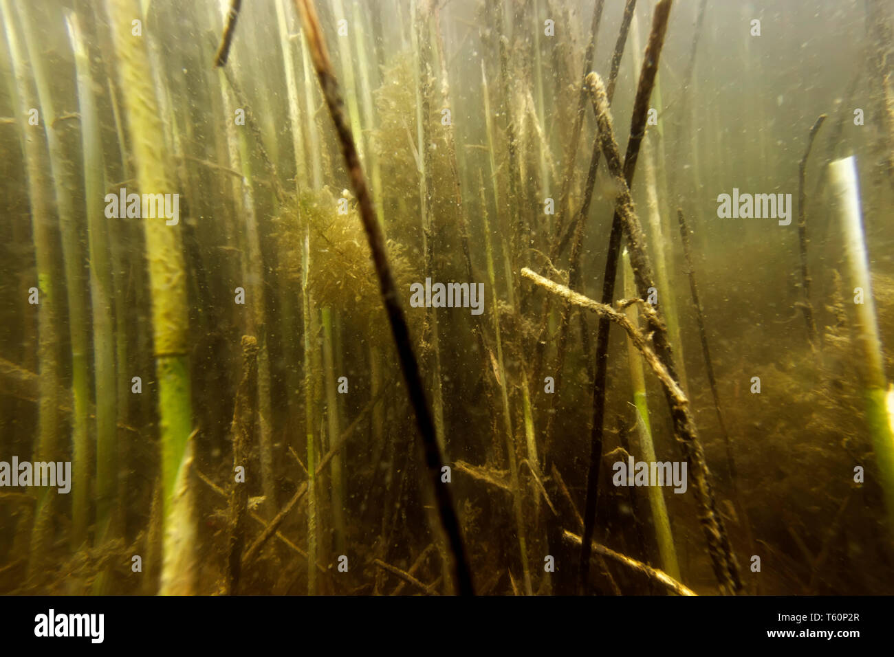 Underwater Freshwater Flora Rivers, Lakes, Pond, Underwater Flora Stock ...